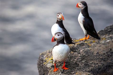 Vestmannaeyjar Puffins And Volcanoes Small Group Day Tour In Reykjavik