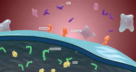 Premium Photo Platelet Activation And Aggregation Play An Important Role In Occlusive Vascular