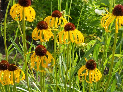 Beech Street Gardens Echinacea