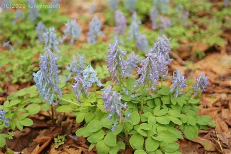 エゾエンゴサク 蝦夷延胡索 Wildflower 北海道 ブログ