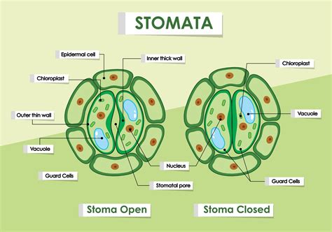 Structure Of Stomata Diagram Stomata Stoma Function