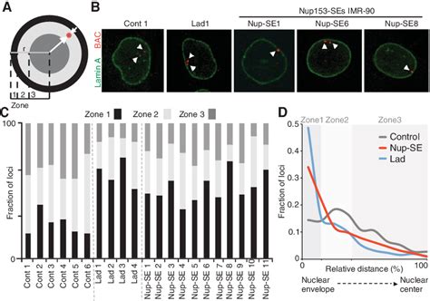 Subnuclear Localization Of Nup Associated Ses A Subdivision Of The