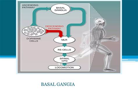 Neural Control Of Locomotion Pptx