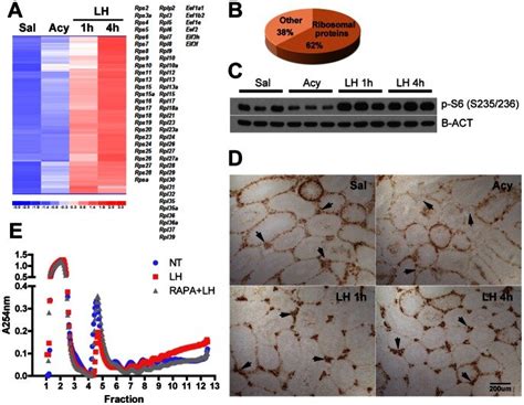 A Microarray Cluster Containing The Probes That Showed Increased