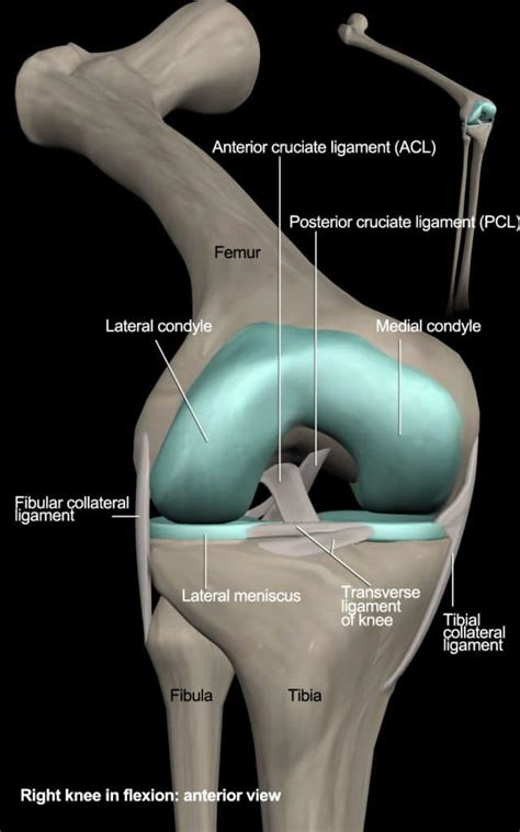 Left Knee Ligaments Diagram Knee Anatomy And Function Robin