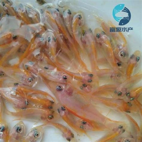 江苏连云港彩虹鲷鱼苗出售江苏南京红罗非鱼苗批发