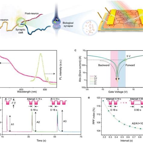 A Schematic Diagrams Of Biological Neuron And Synapse And Of