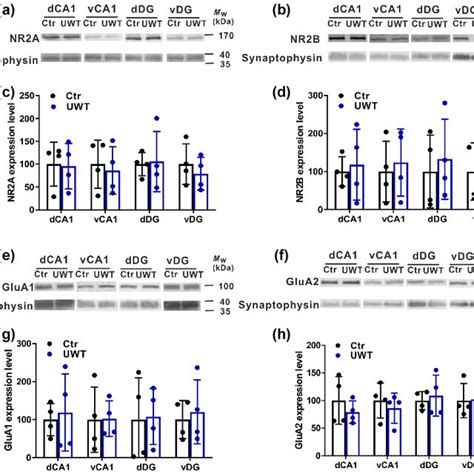 Uwt Rats Exhibit Normal Nmdar And Ampar Expression In The Hippocampus
