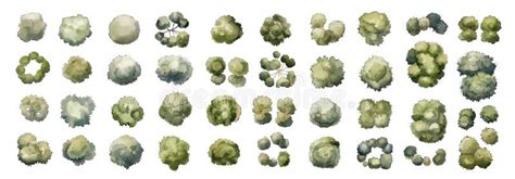 различные кусты зеленых деревьев и кустарник с видом на кустарник для плана ландшафта