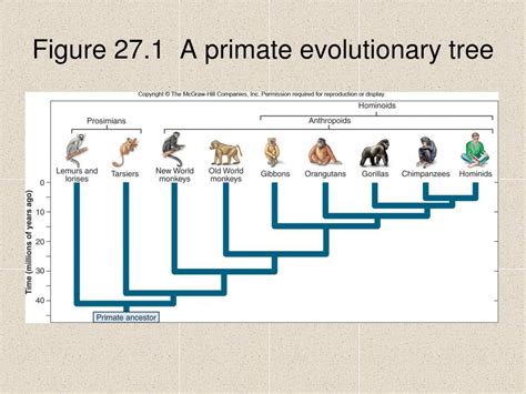 Ppt Human Evolution Powerpoint Presentation Free Download Id6765292