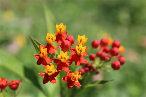 Asclepias Curassavica Riparium