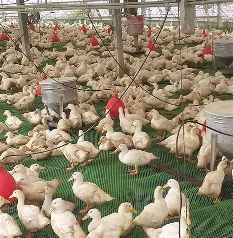 👉ចុចលីងតេលេក្រាមដើម្បីដឹងពីរព័ត៌មានកូនទា🦆 T Me Lzt8e5fp4ikyyzll