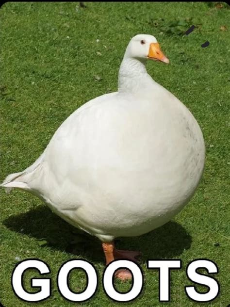 Ducks Album On Imgur Ducks Album On Imgur