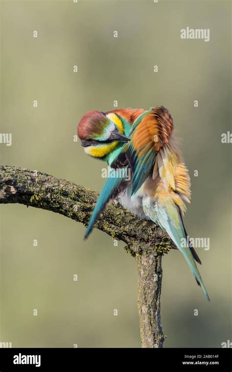 The Time Of Health Closeup Of European Bee Eater Merops Apiaster