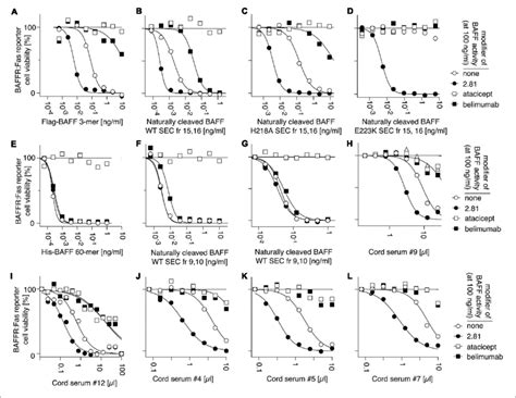 Baff In Cord Blood Is Inhibited By Belimumab As Measured In A