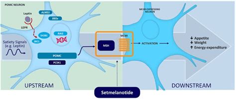 Setmelanotide For Weight Loss In Tempe Az Transformyou