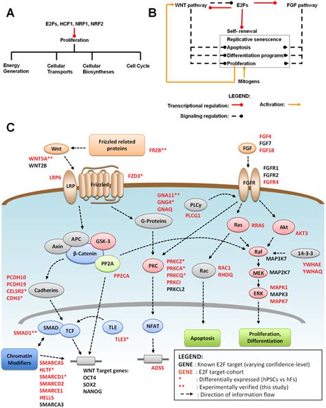 Interplay Between E2f And Other Cellular Regulators In The Direct