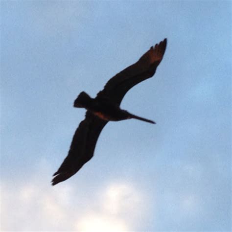 Spotting Project Noah