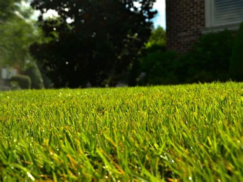 How To Make St Augustine Grass Spread Quickly