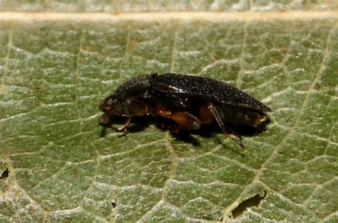 Psephenus Bugguidenet
