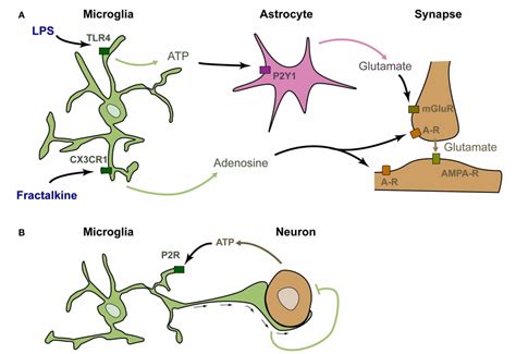 Microglia Neuron