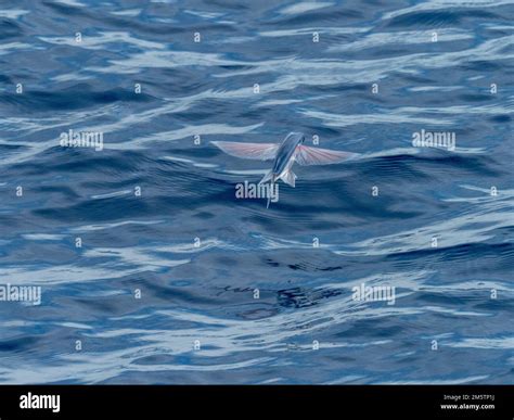 Flying Fish Gliding On Glassy Sea In The Coral Sea Vanuatu 2022 Stock