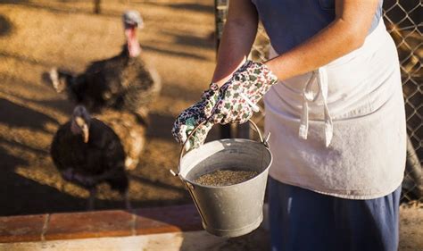 Nutrient Requirements In Poultry Rovedar