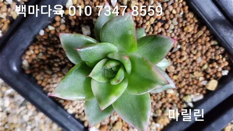 124 마릴린 설홍 나팔마금종류 명절연휴 마무리 잘 하세요♡ 다육이 Succulent 반려식물 백마다육 010 7347 8559 Youtube
