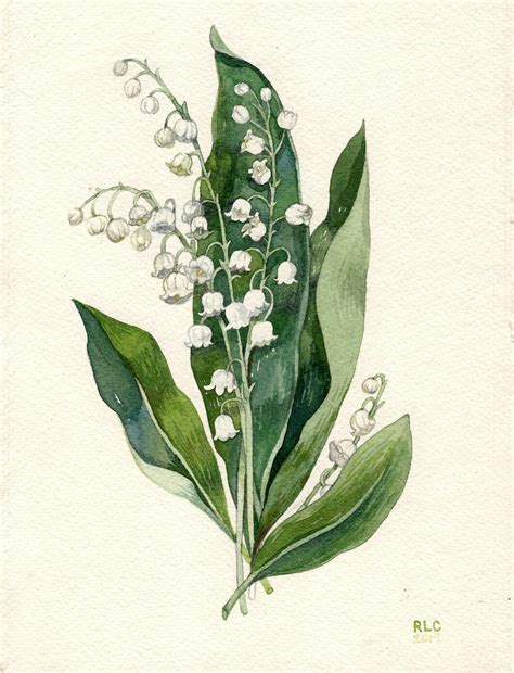 How To Draw A Lily Of The Valley Step By Step At Ginny Mccormick Blog