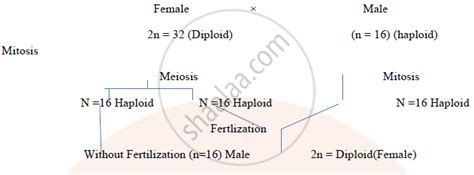 With The Help Of A Chart Explain The Method Of Sex Determination In