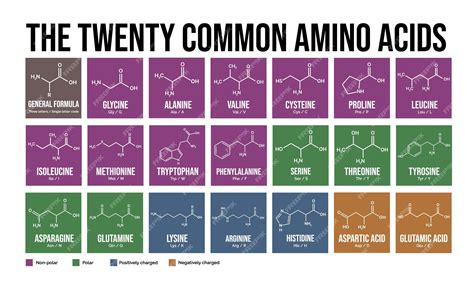 Premium Vector The Twenty Common Amino Acids Skeletal Formulas And Classification Vector Editable