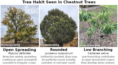 10 Different Types Of Chestnut Trees And Identifying Features