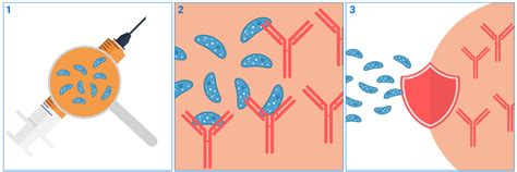 Как действат ваксините Codehealth
