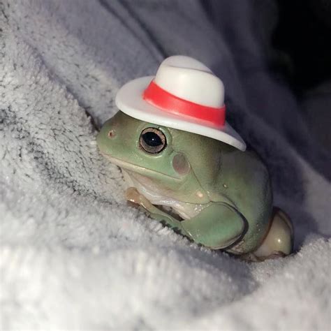 We Have Decided That Frogs Wearing Hats Is The Next Best Thing 💗🐸