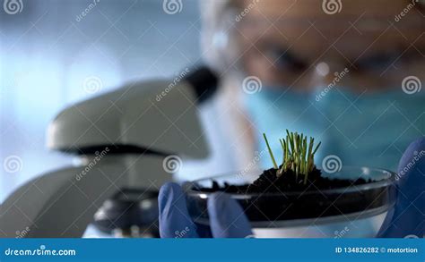 Biologist Observing Sprouts Using Microscope To Check Growth Agro
