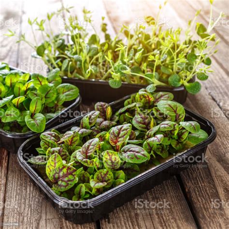 플라스틱 트레이의 마이크로 그린 나무 배경에 쟁반에 혼합 된 마이크로 그린 대마 생분해 성 매트에 마이크로 그린을 돋아 집에서 씨앗의 발아 비건 채식과 건강 식품 개념 0