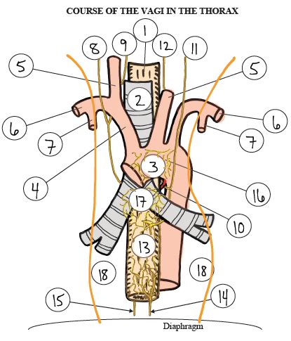 Course Of The Vagi In The Thorax Diagram Quizlet