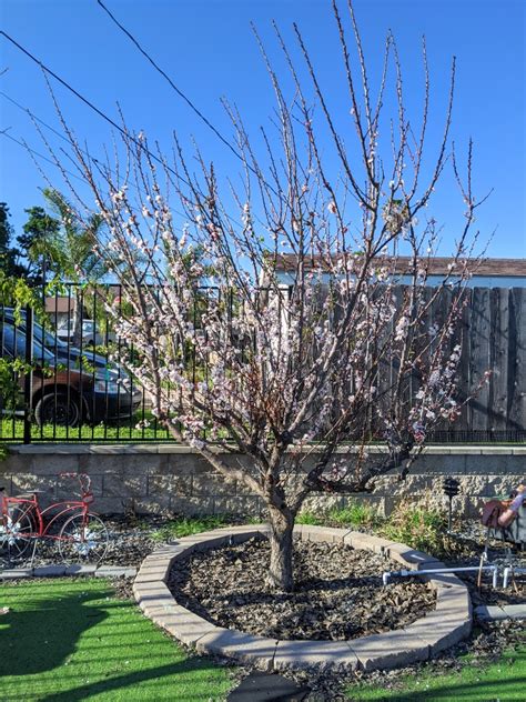 Cot N Candy Aprium In Vista Ca Page 3 General Fruit Growing Growing Fruit