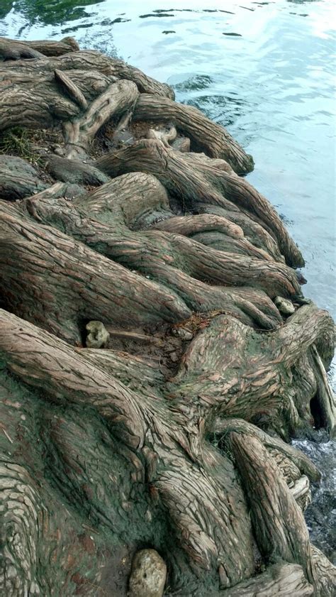 Cypress Tree Roots Cypress Trees Tree Roots Cypress