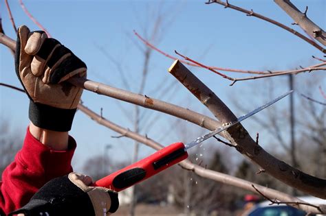 Pruning Guidelines For Shade Trees Fruit Trees And Shrubs News