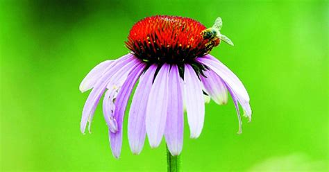 포토 카페 반가운 꿀벌