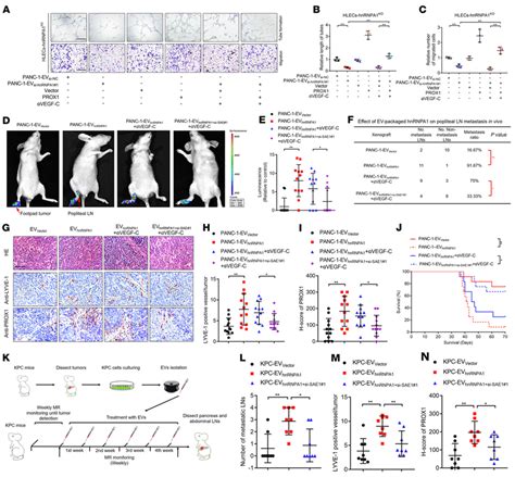 Prox1 Is Indispensable For Ev Packaged Hnrnpa1 Induced Download Scientific Diagram