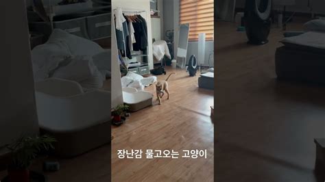 놀아달라고 장난감 물고오는 고양이 🥰 Youtube