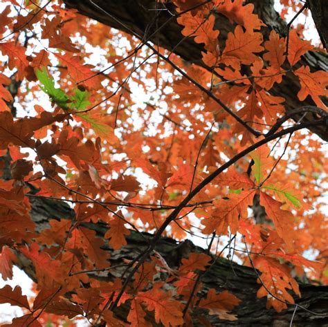 10 Best Trees To Bring Fall Color To Your Yard