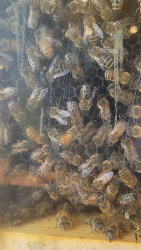 Decoding The Honey Bee Waggle Dance Rbees