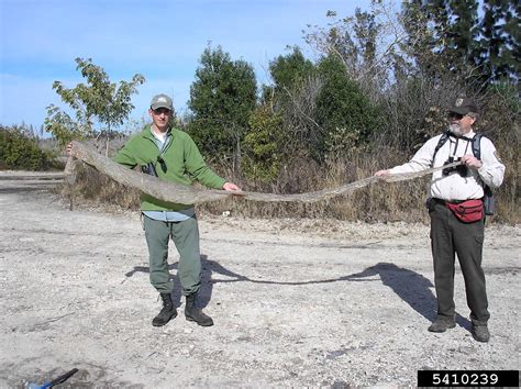 Pythons Genus Python