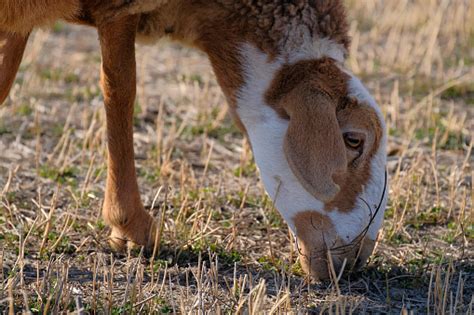 재미있는 색채의 양이 유기농 생태 농장의 들판에서 풀을 뜯고 있습니다 점박이 갈색과 흰색 양은 푸른 풀을 먹습니다 산책하는 가축 양 사육 0명에 대한 스톡 사진 및 기타