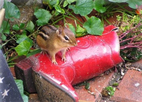 14 Funny Pictures Of Chipmunks To Make You Laugh Birds And Blooms