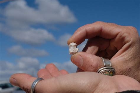 Lightning Ridge Archives Australian Geographic