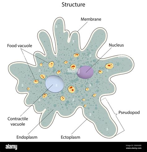 Unicellular Organisms Amoeba